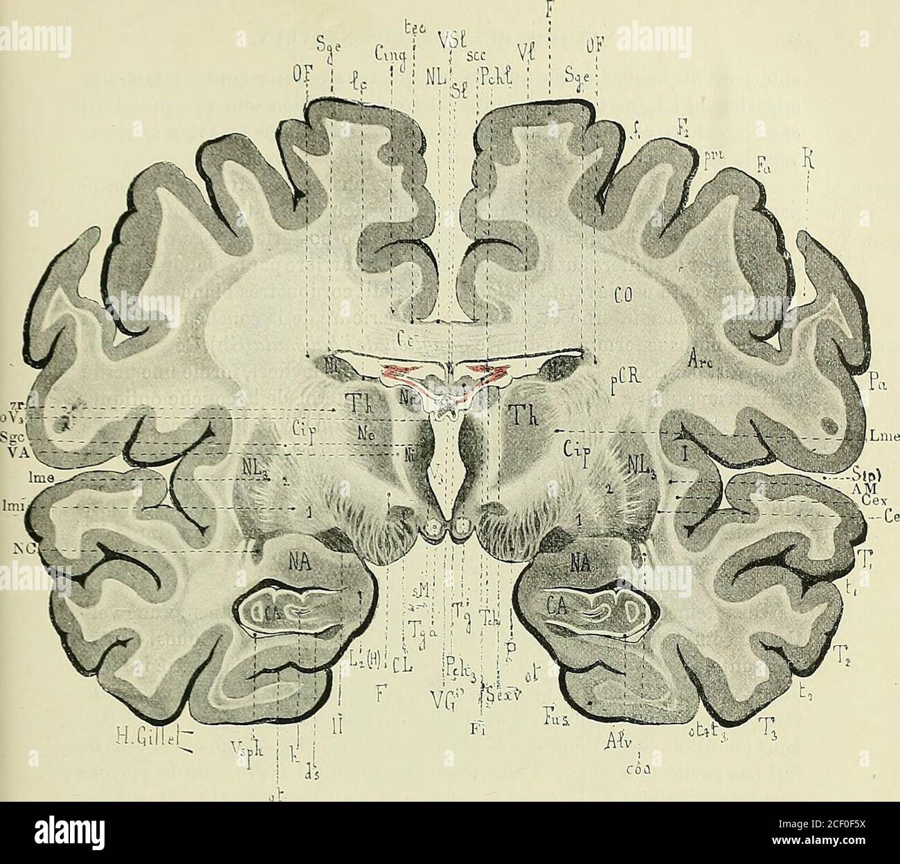 . Anatomie des centres nerveux. Rvelet. — ISO,lame sus-optique ou lame ...