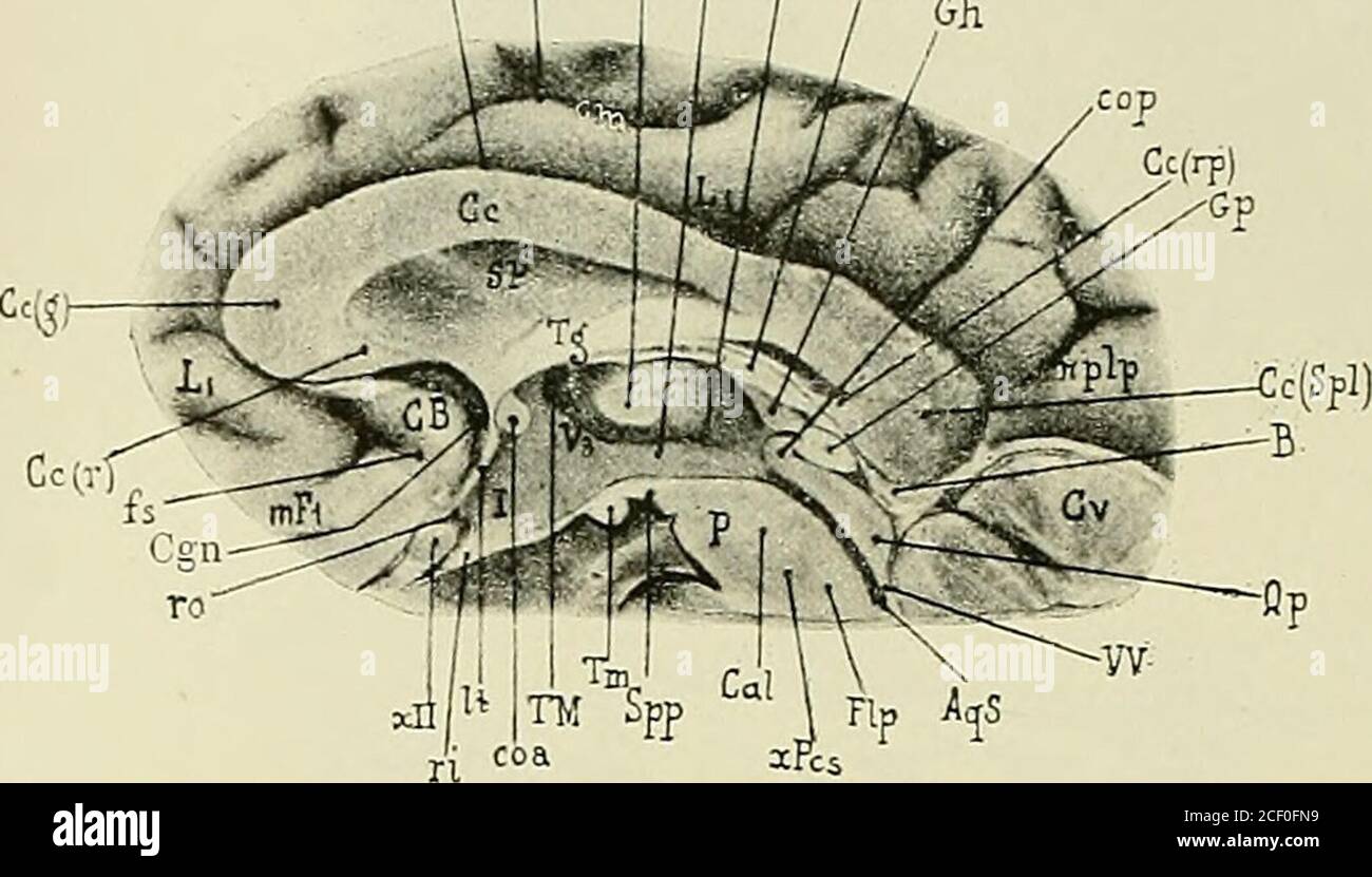 . Anatomie des centres nerveux. e dArnold). — LN, locus niger. — XC ...