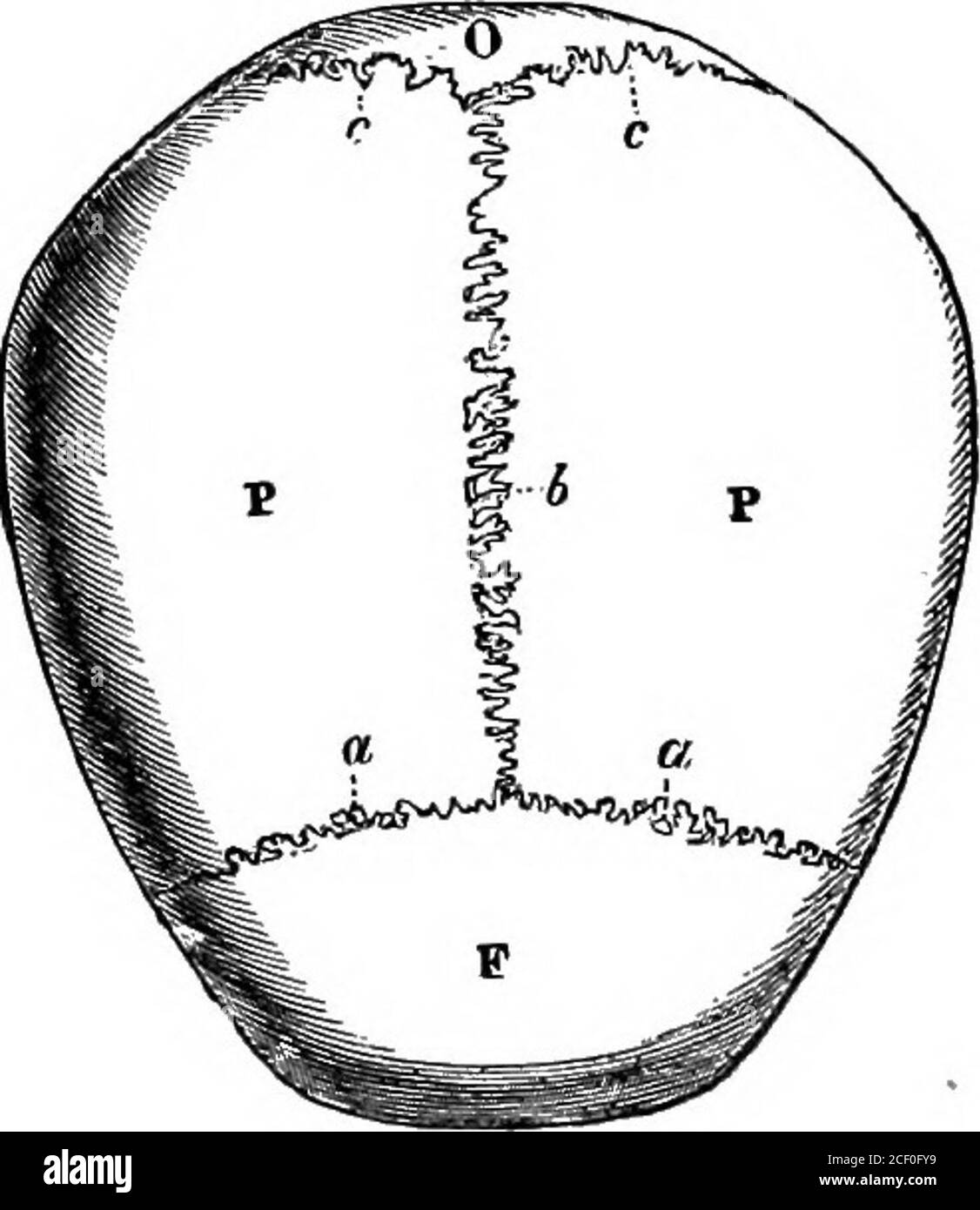 . Physiologie humaine. Figure 17.—vue latérale du crâne. 1, os frontal ...