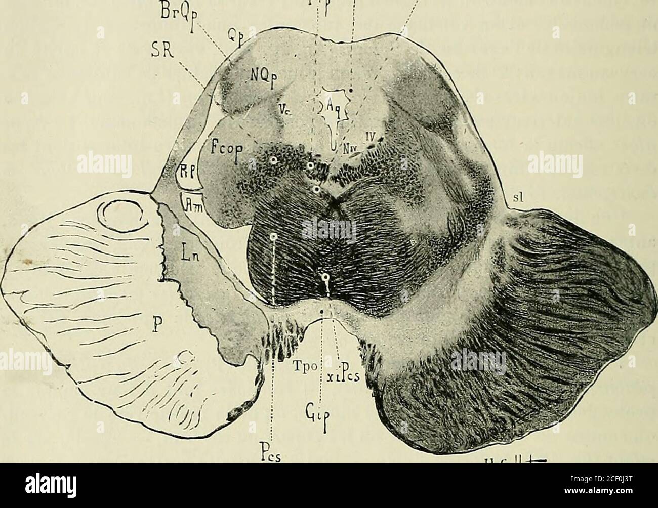 . Anatomie des centres nerveux. Niveau du point où ils se perdent sous ...