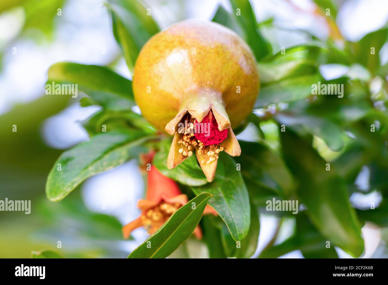 Fleur de grenadier Banque de photographies et d’images à haute ...
