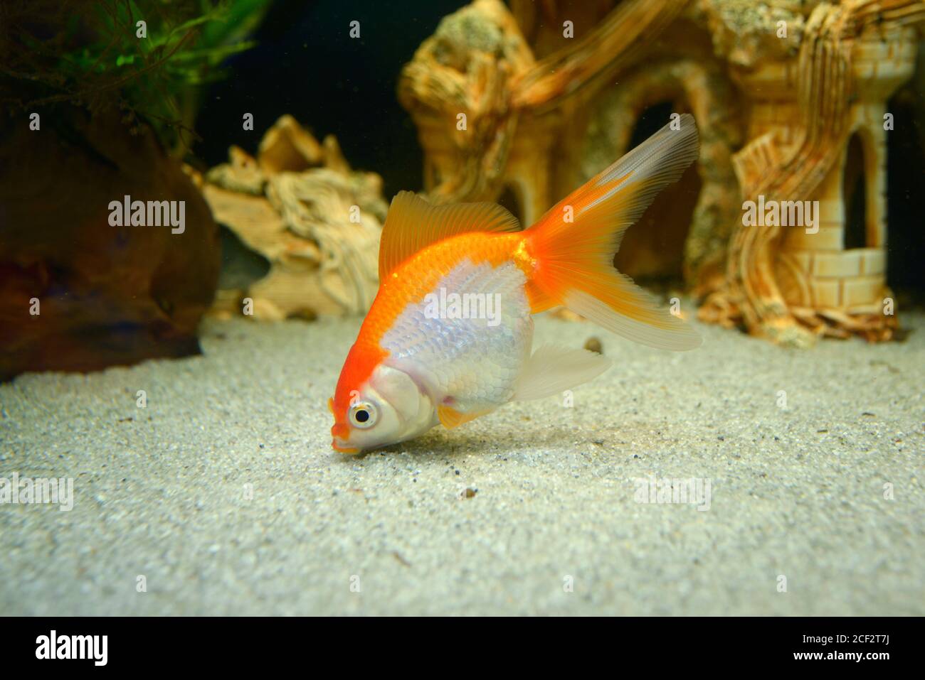 Poisson doré Carassius auratus nageant dans l'aquarium Photo Stock - Alamy