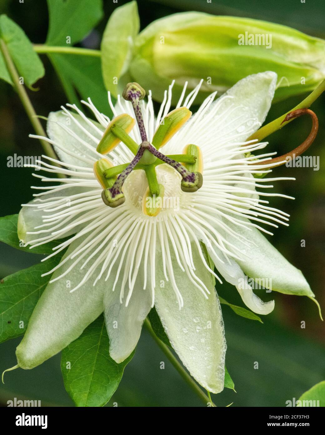 Passiflora edulis passion fruit flower Banque de photographies et d ...