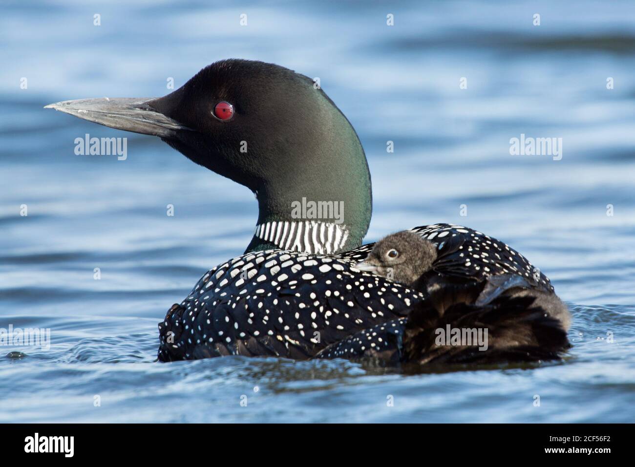 Plongeon huard immature ou immature Banque de photographies et d’images ...