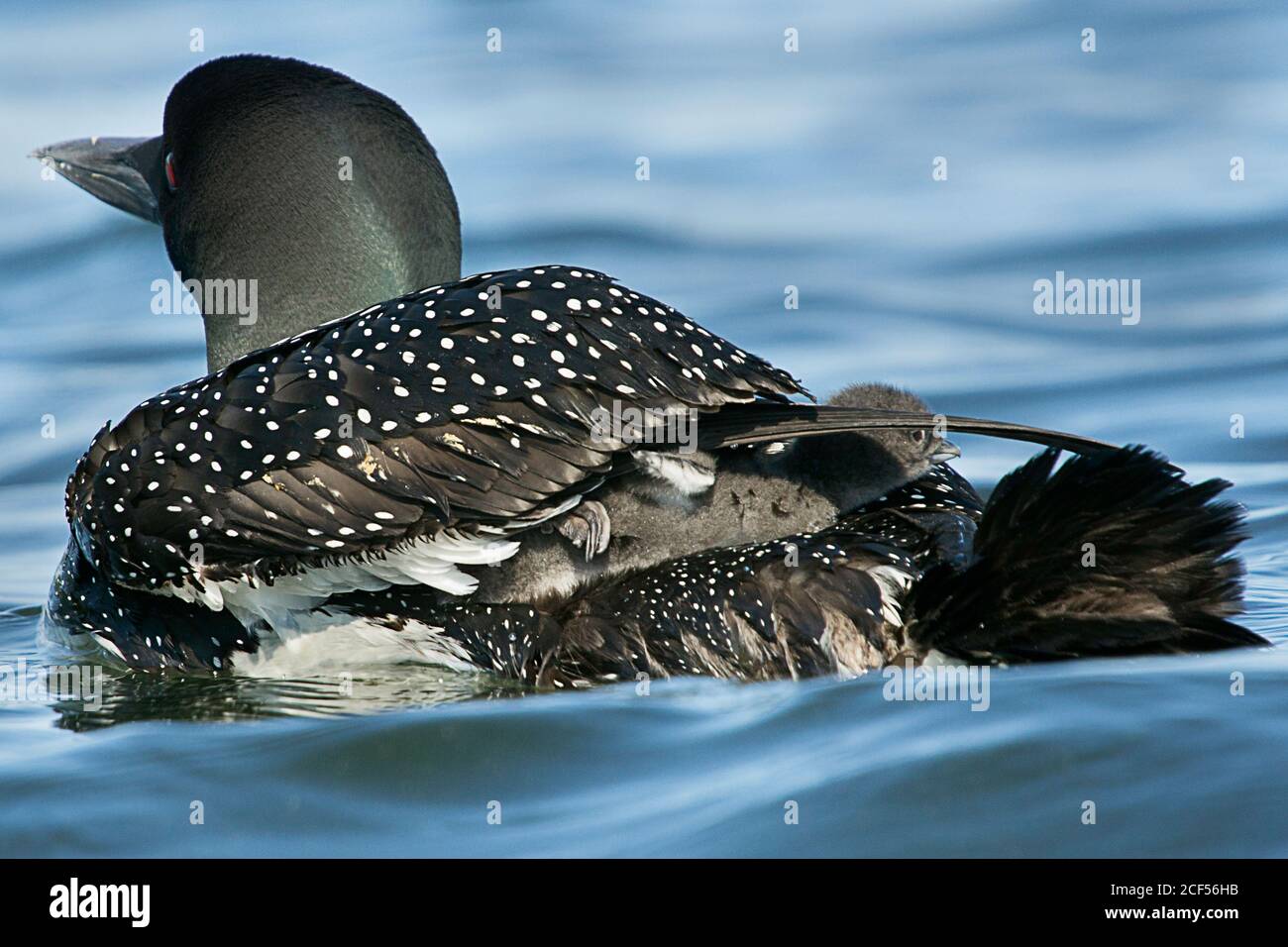 Plongeon huard immature ou immature Banque de photographies et d’images ...