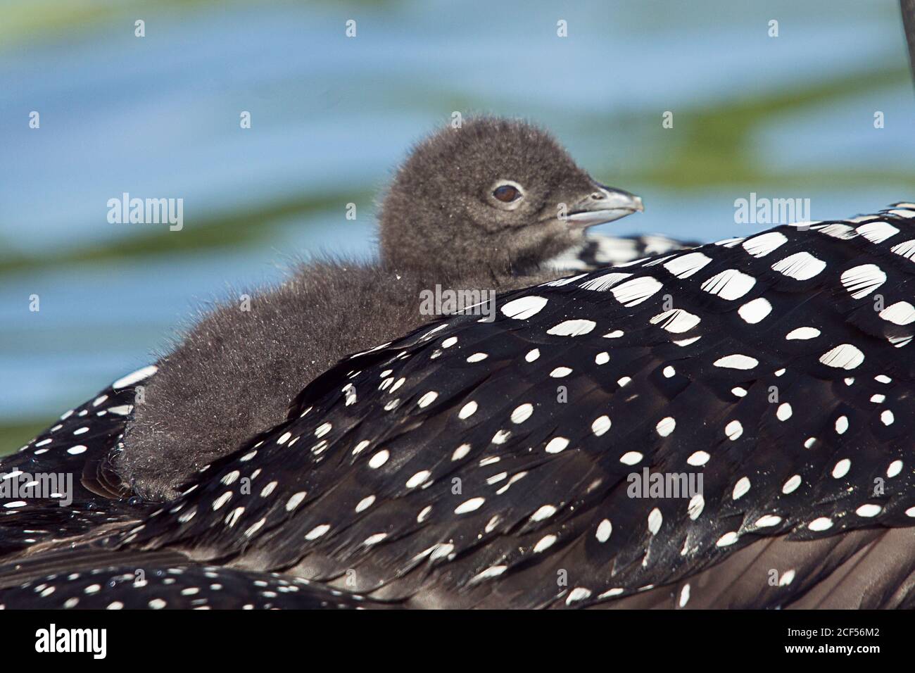 Plongeon huard immature ou immature Banque de photographies et d’images ...