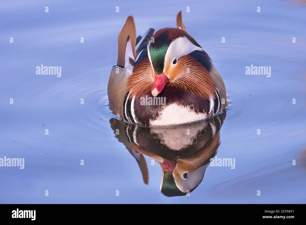 Plumage d'accouplement de canards mandarins Banque de photographies et ...