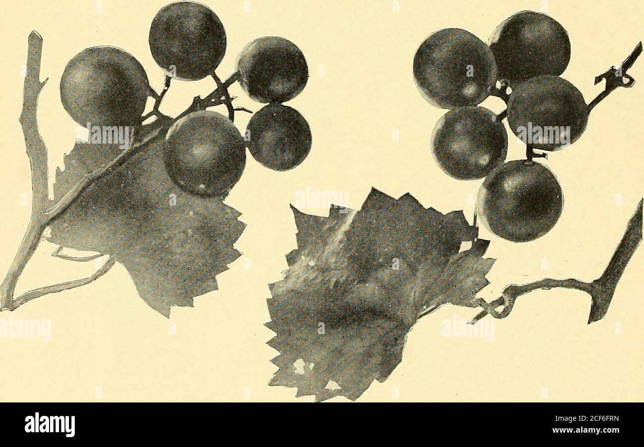 Quatre grappes de raisin Banque de photographies et d’images à haute ...