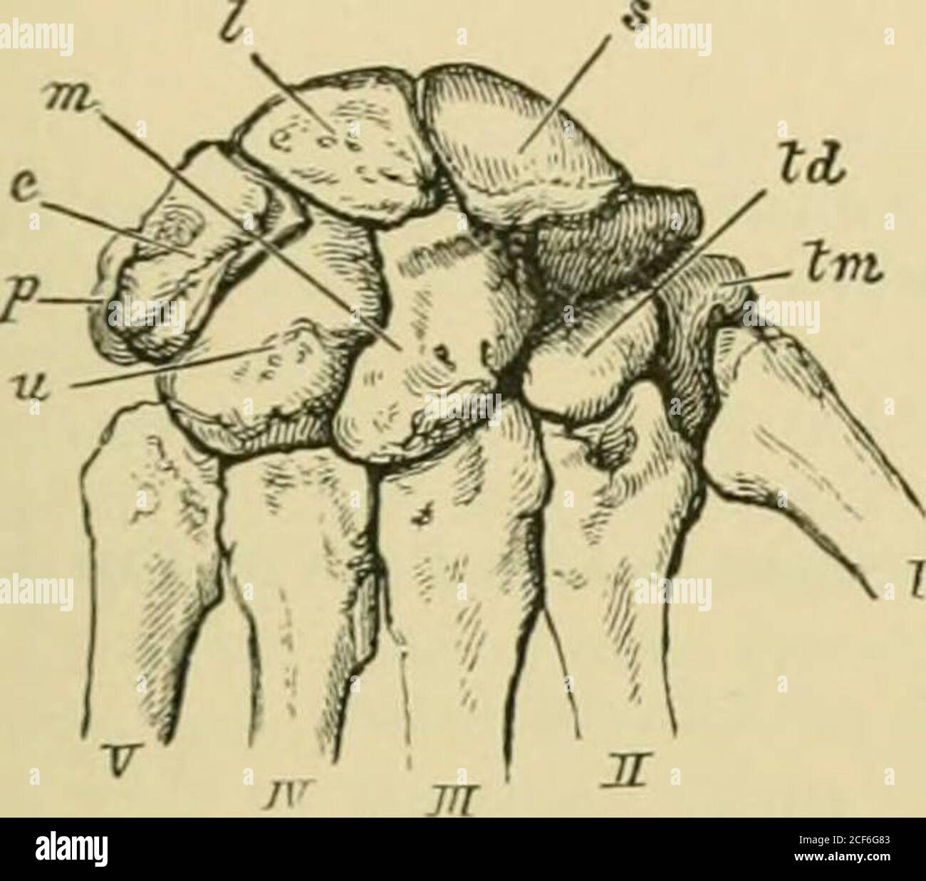 . Éléments anatomiques de Quain. A incliné vers l'avant et tourné vers ...
