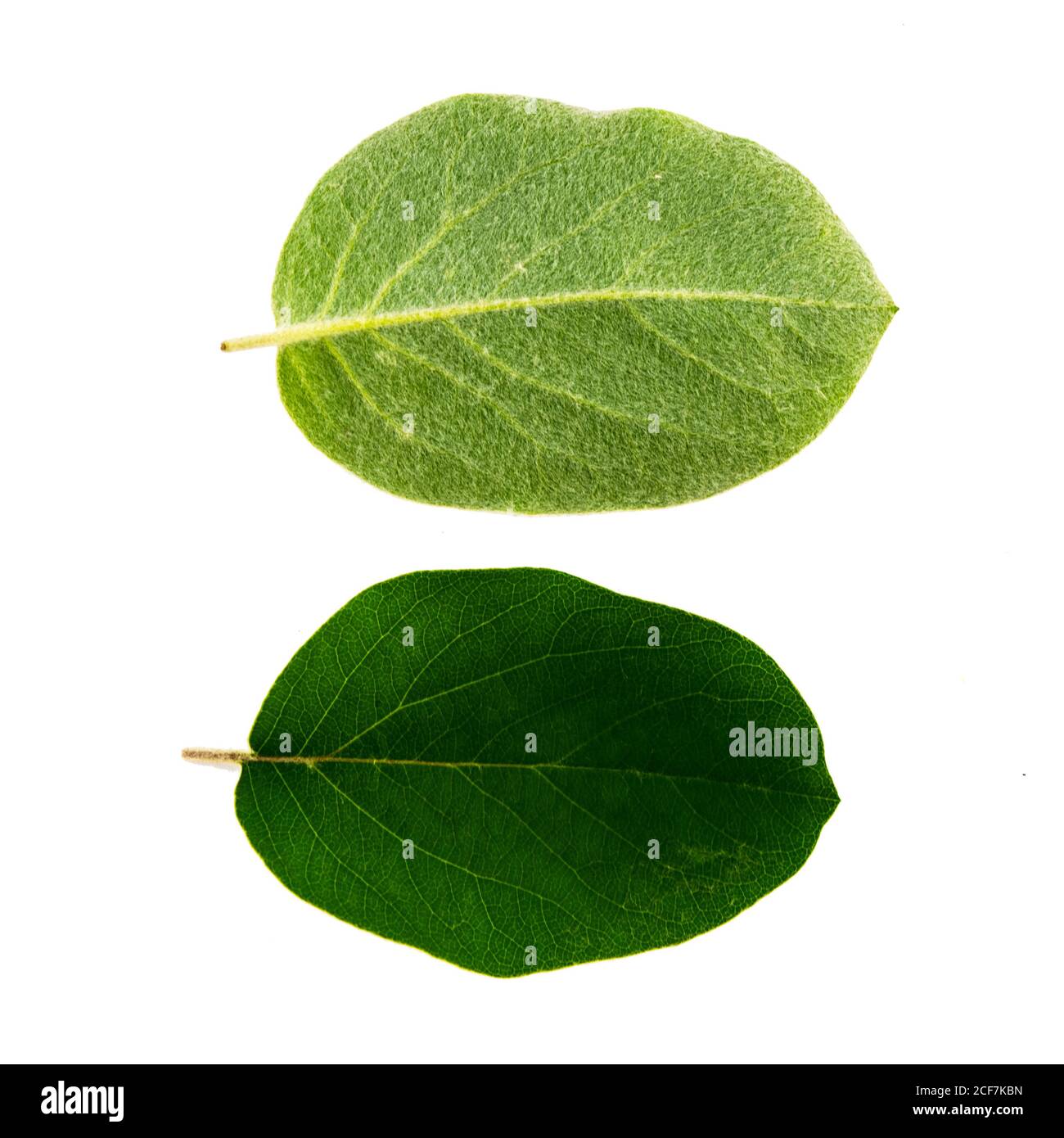 Feuille de coing Banque d'images détourées - Alamy