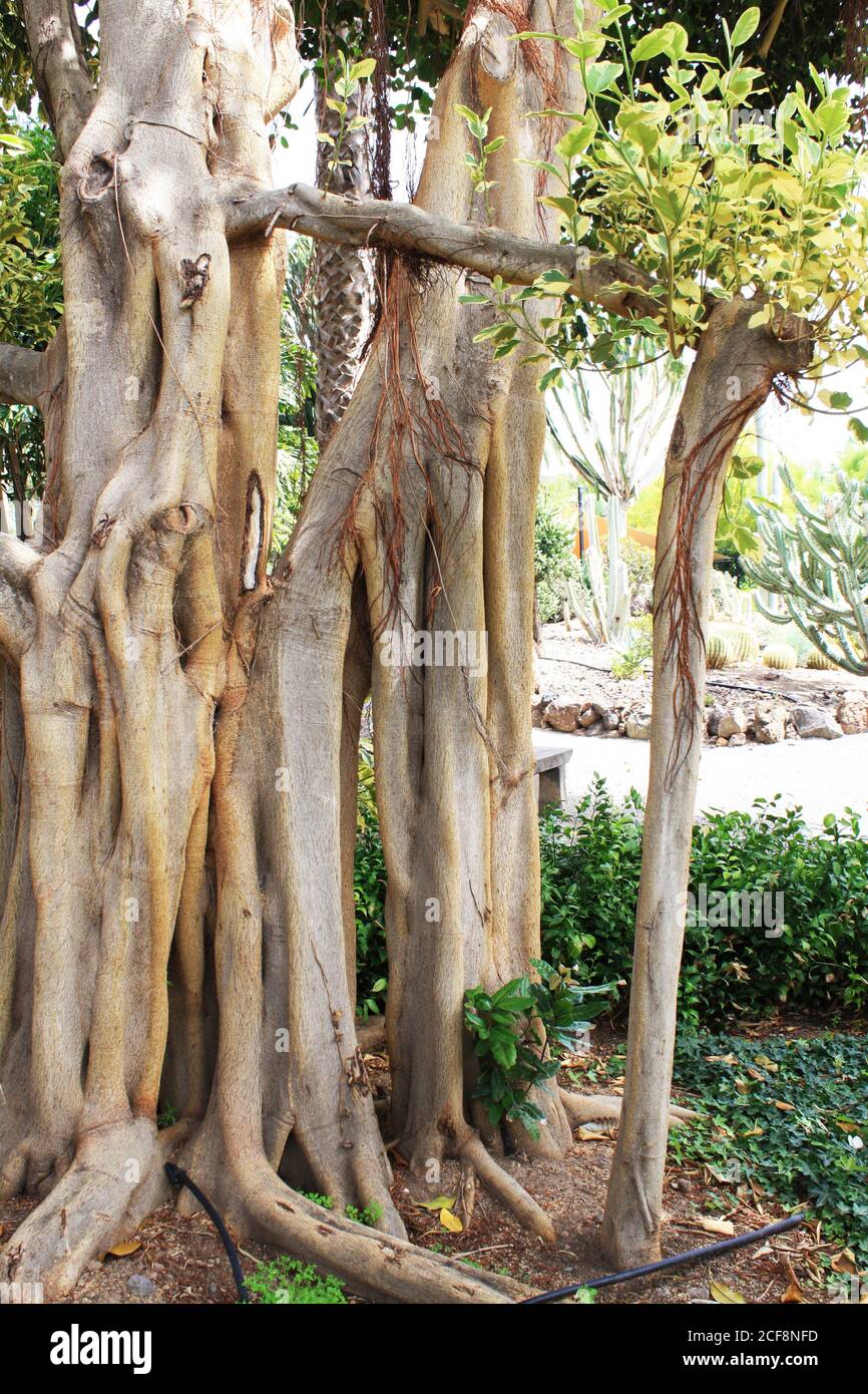 Ficus socotrana Banque de photographies et d’images à haute résolution ...