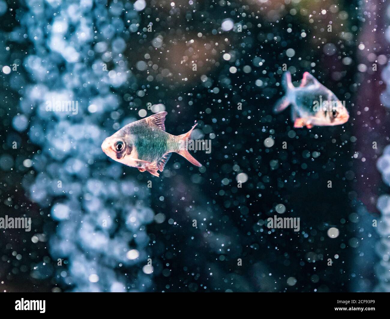 Poissons D'aquarium De Poissons Tropicaux Banque d'image et photos - Alamy