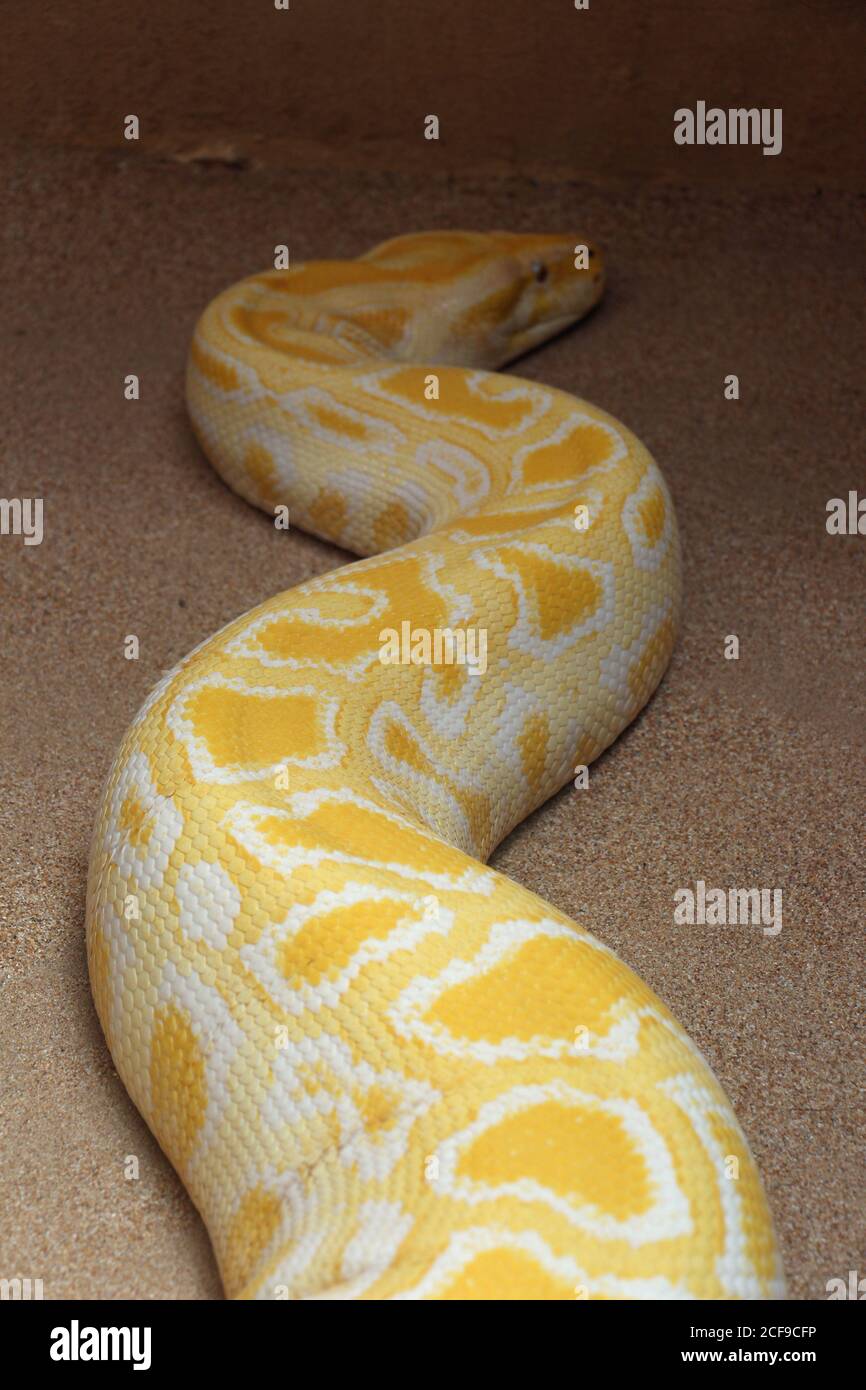 Dunkler tigerpython Banque de photographies et d’images à haute ...