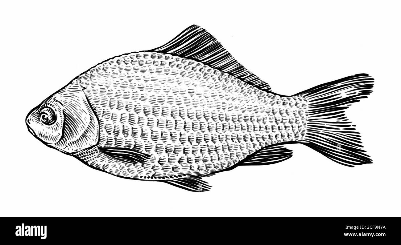 Carp fish illustration drawing engraving Banque de photographies et d ...