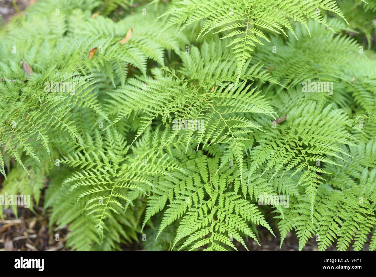 Archipel juan fernandez Banque de photographies et d’images à haute ...