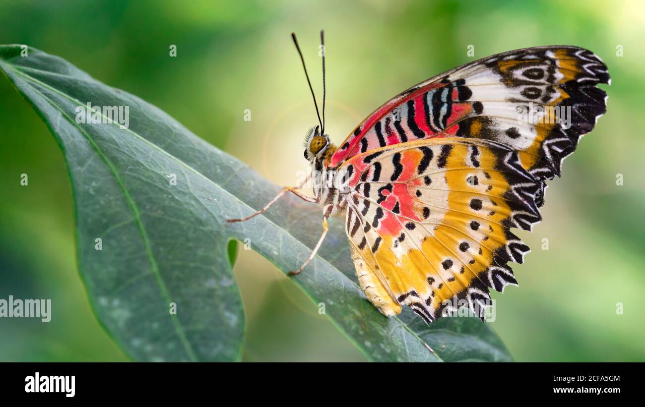 Antenne Insecte Ailes Papillon Rouge Banque d'image et photos - Alamy