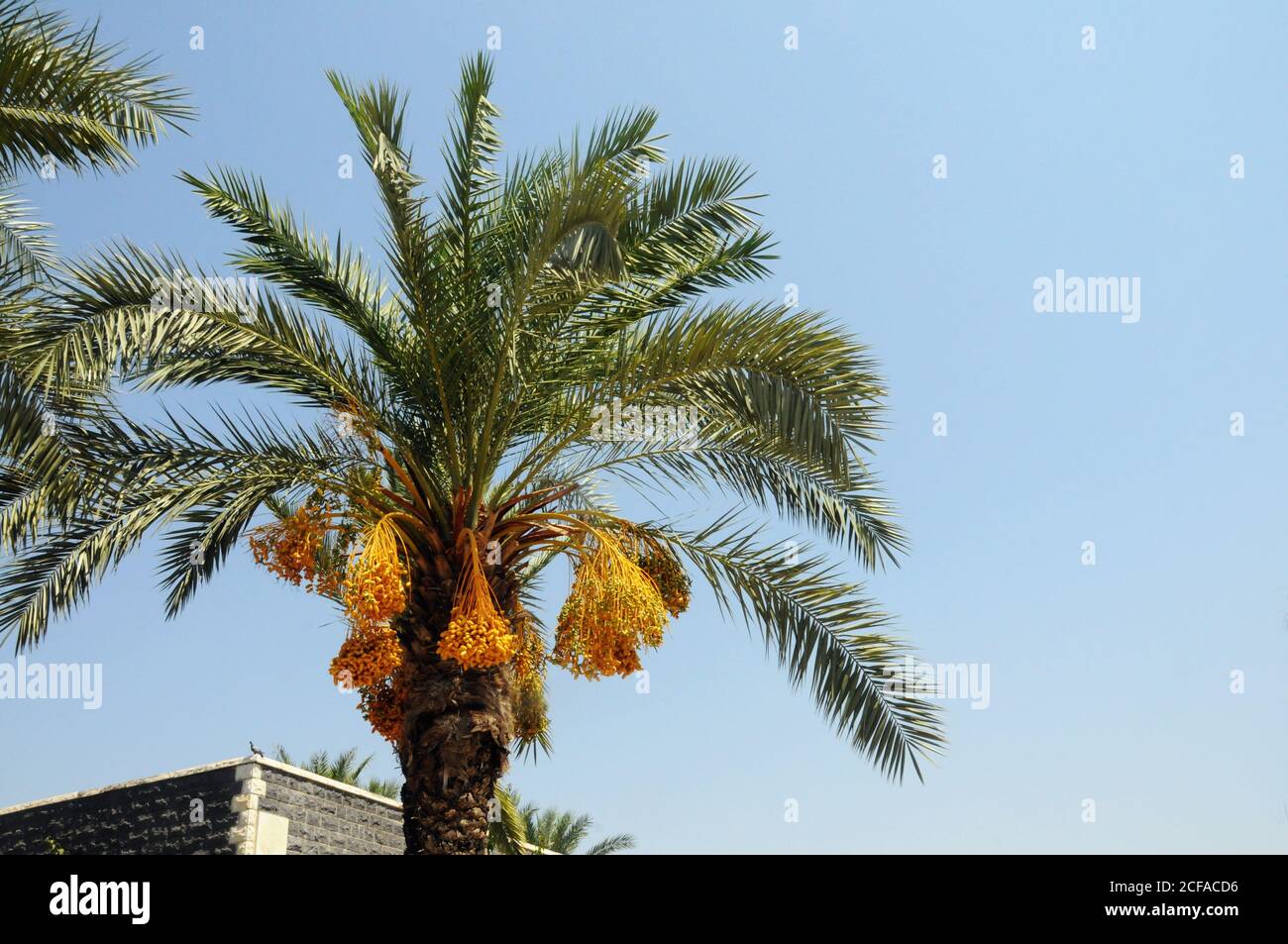 Arbre des dates - des fruits mûrs de l'arbre des dates sont suspendus ...