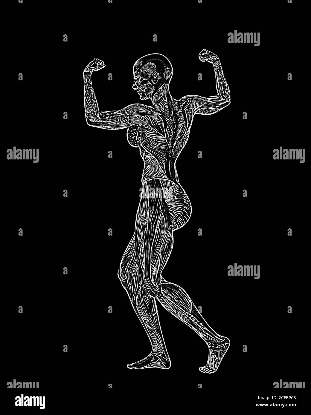 la culturisme femelle dans les cartes de muscle fait un bodybuilder ...