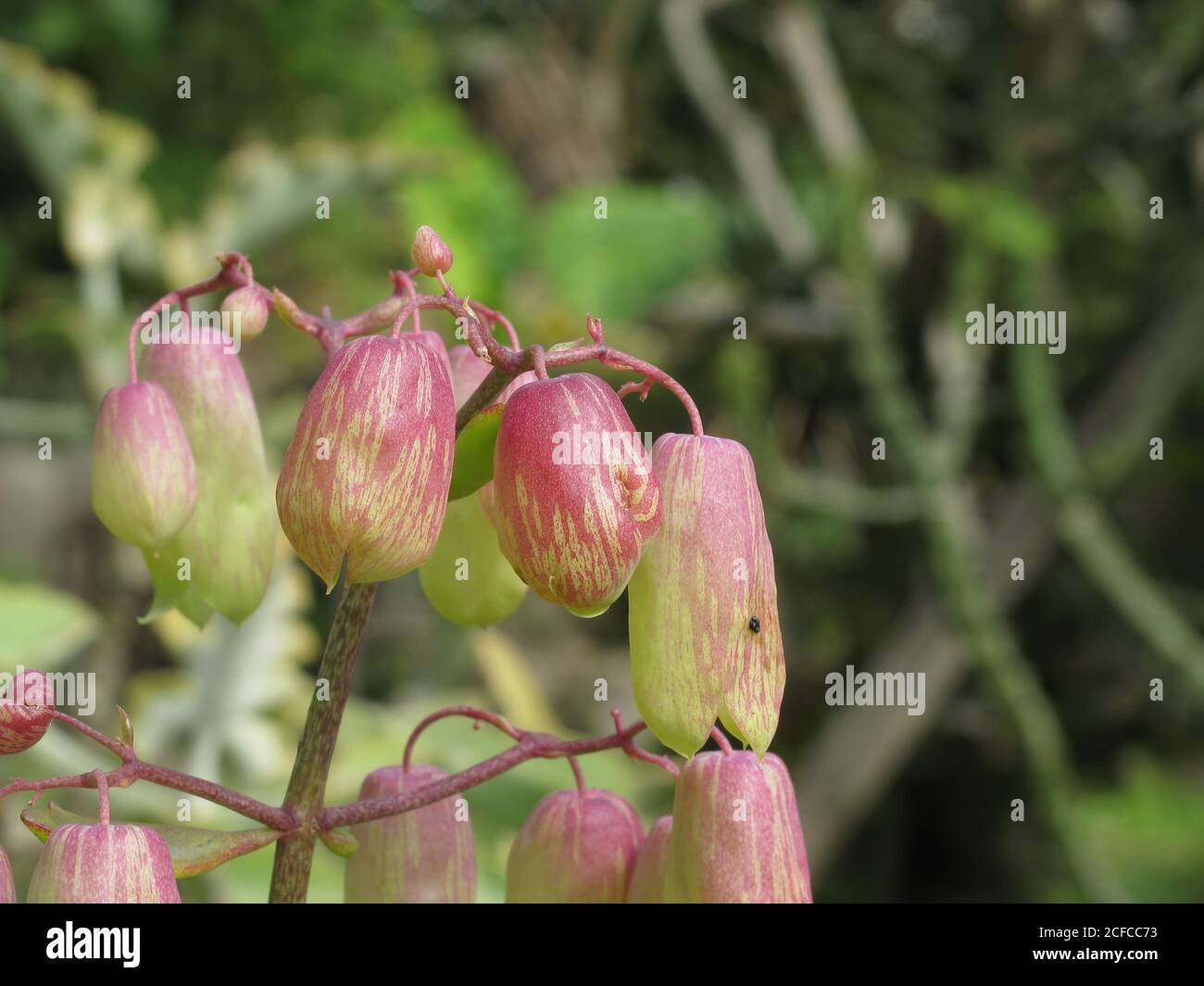 Bryophyllum pinnatum Banque de photographies et d’images à haute ...