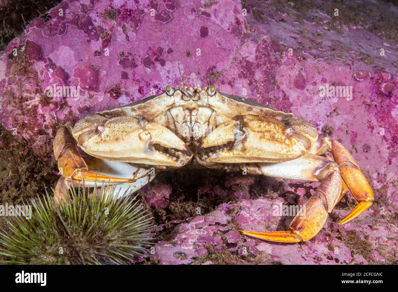 Atlantic rock crab Banque de photographies et d’images à haute ...