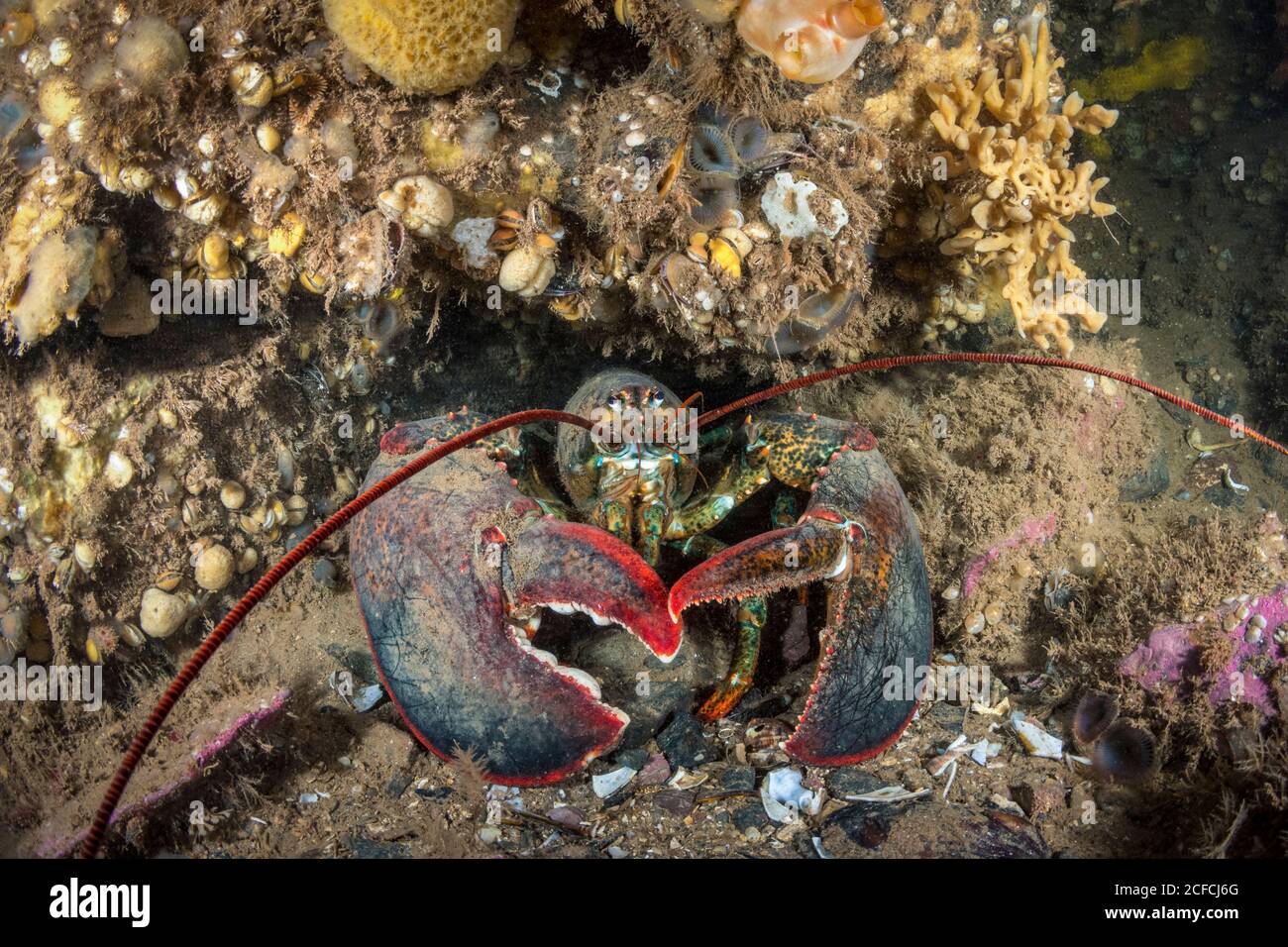 Homard du Nord, (Homarus americanus), UN homard de plus de 20 livres ...