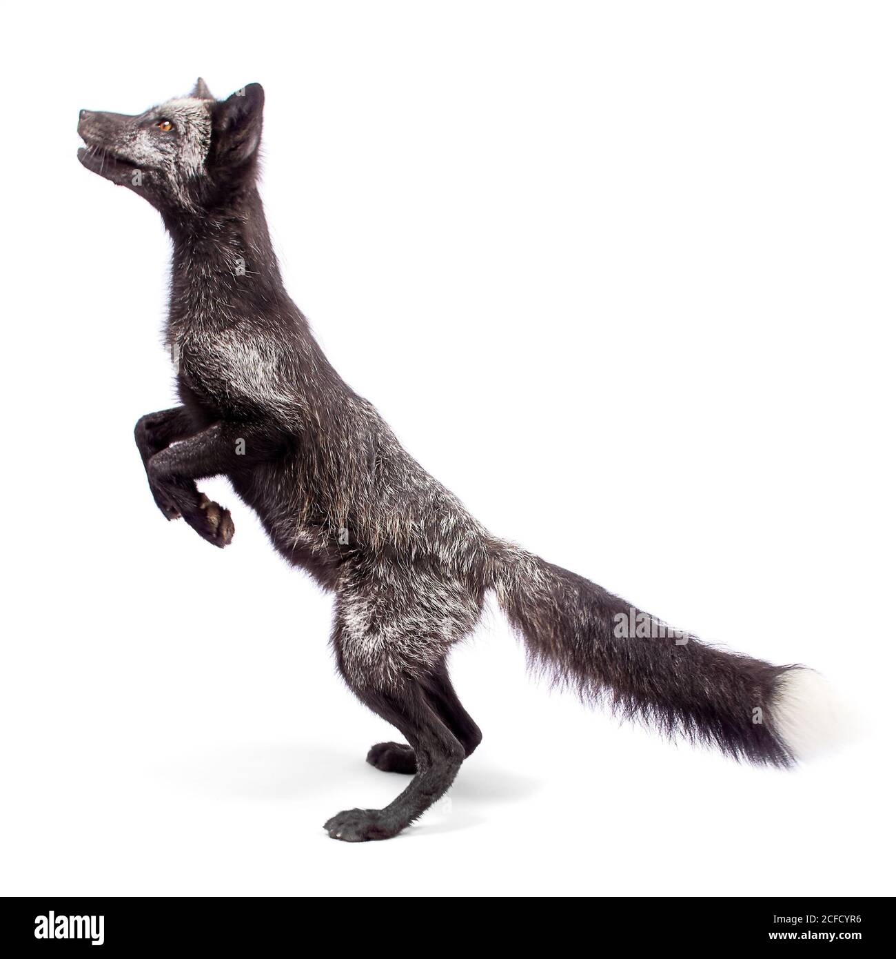 Jeune renard sauvage Banque d'images détourées - Alamy