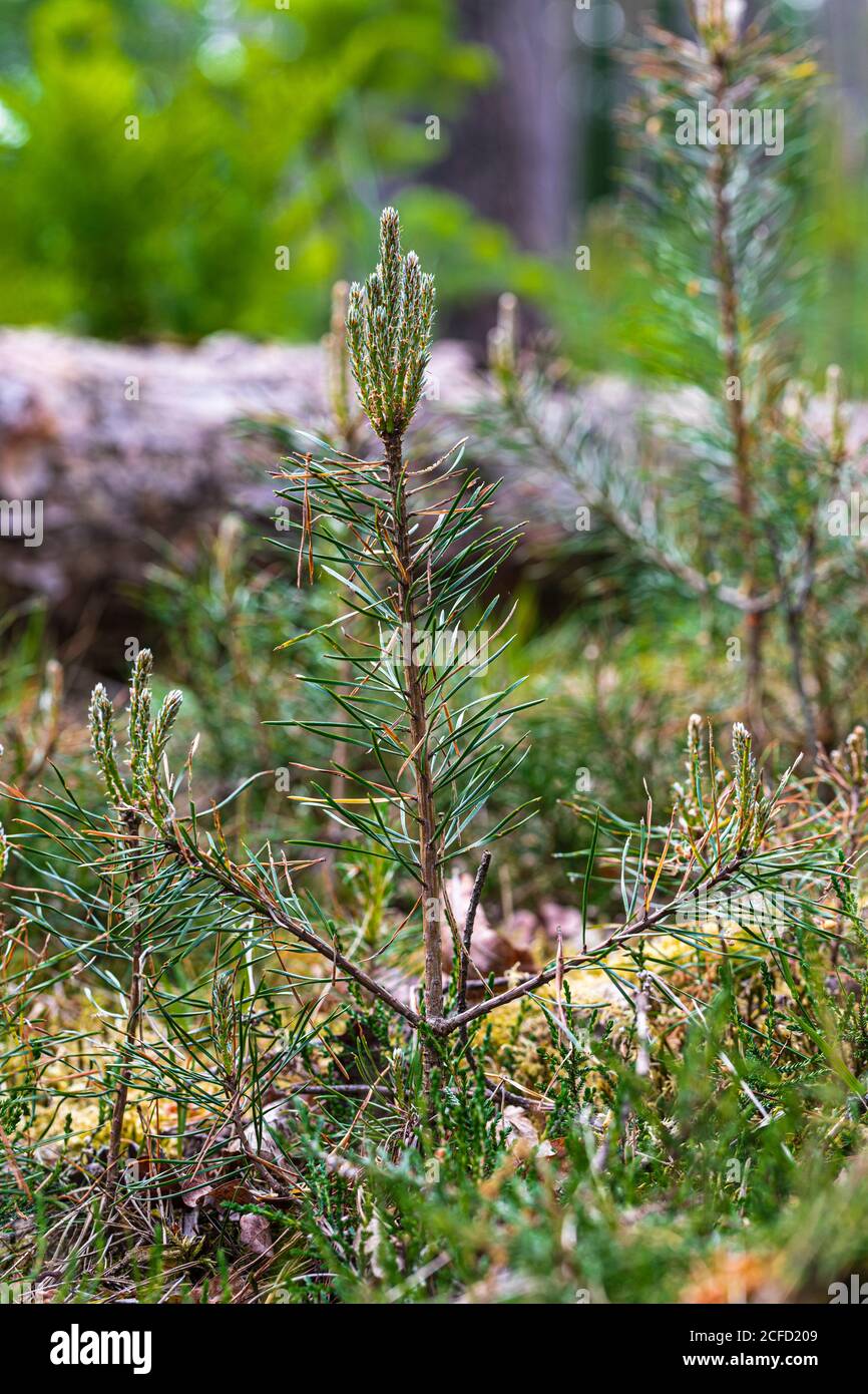 Pousse de pinus sylvestris Banque de photographies et d’images à haute ...
