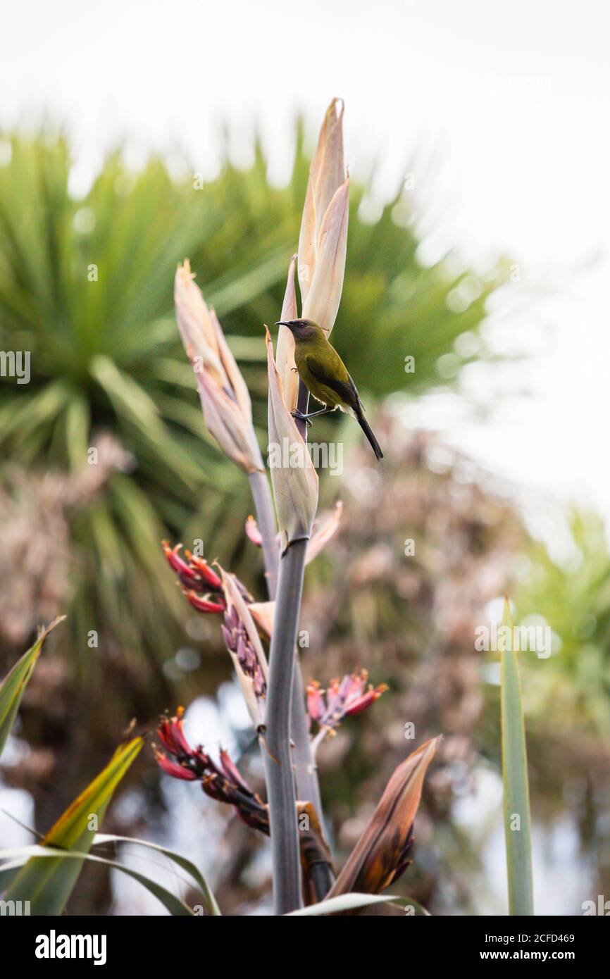 Maori bell mangeur de miel buvant du nectar Banque de photographies et ...