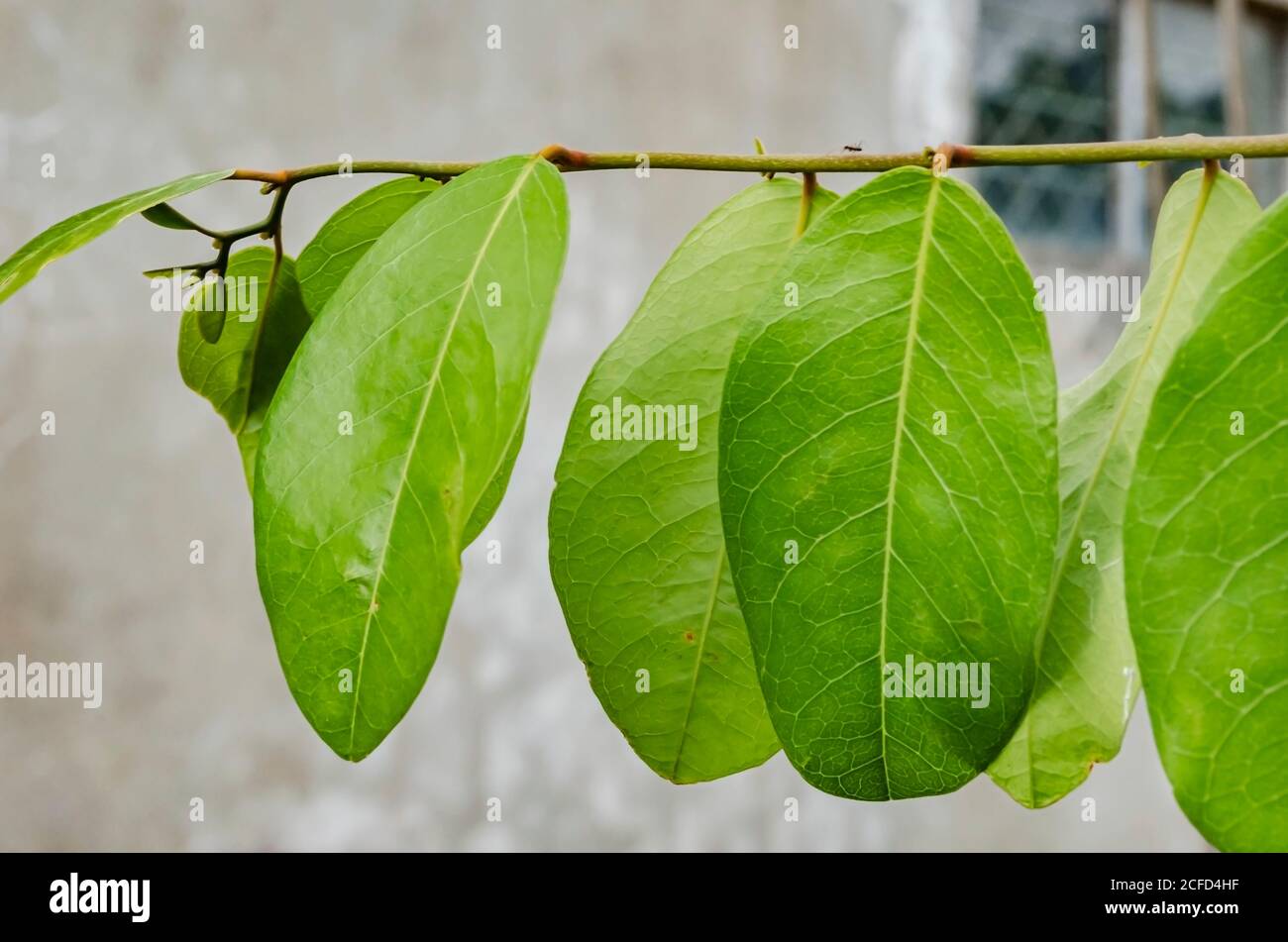 Tige rampante Banque de photographies et d’images à haute résolution ...