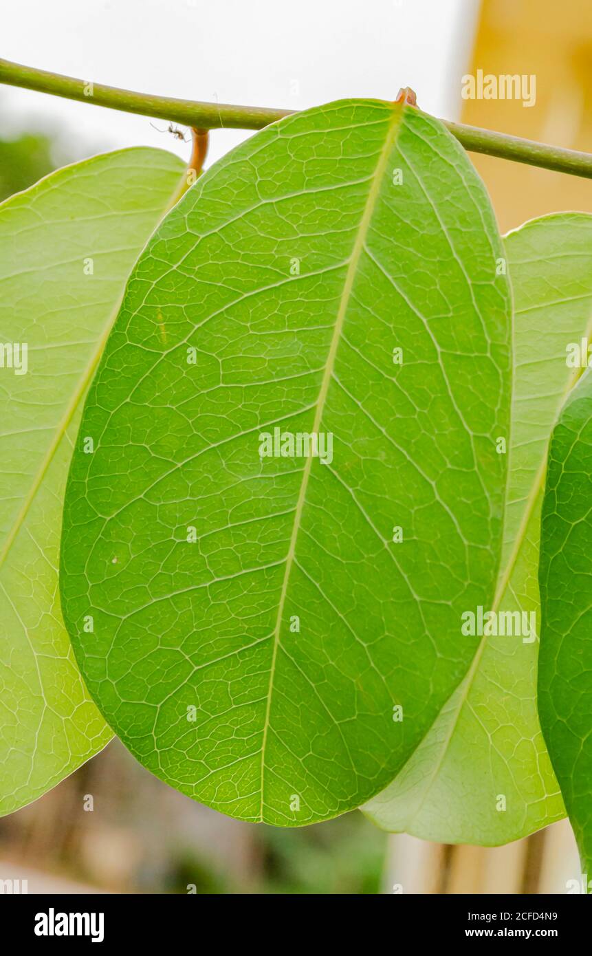 Tige rampante Banque de photographies et d’images à haute résolution ...