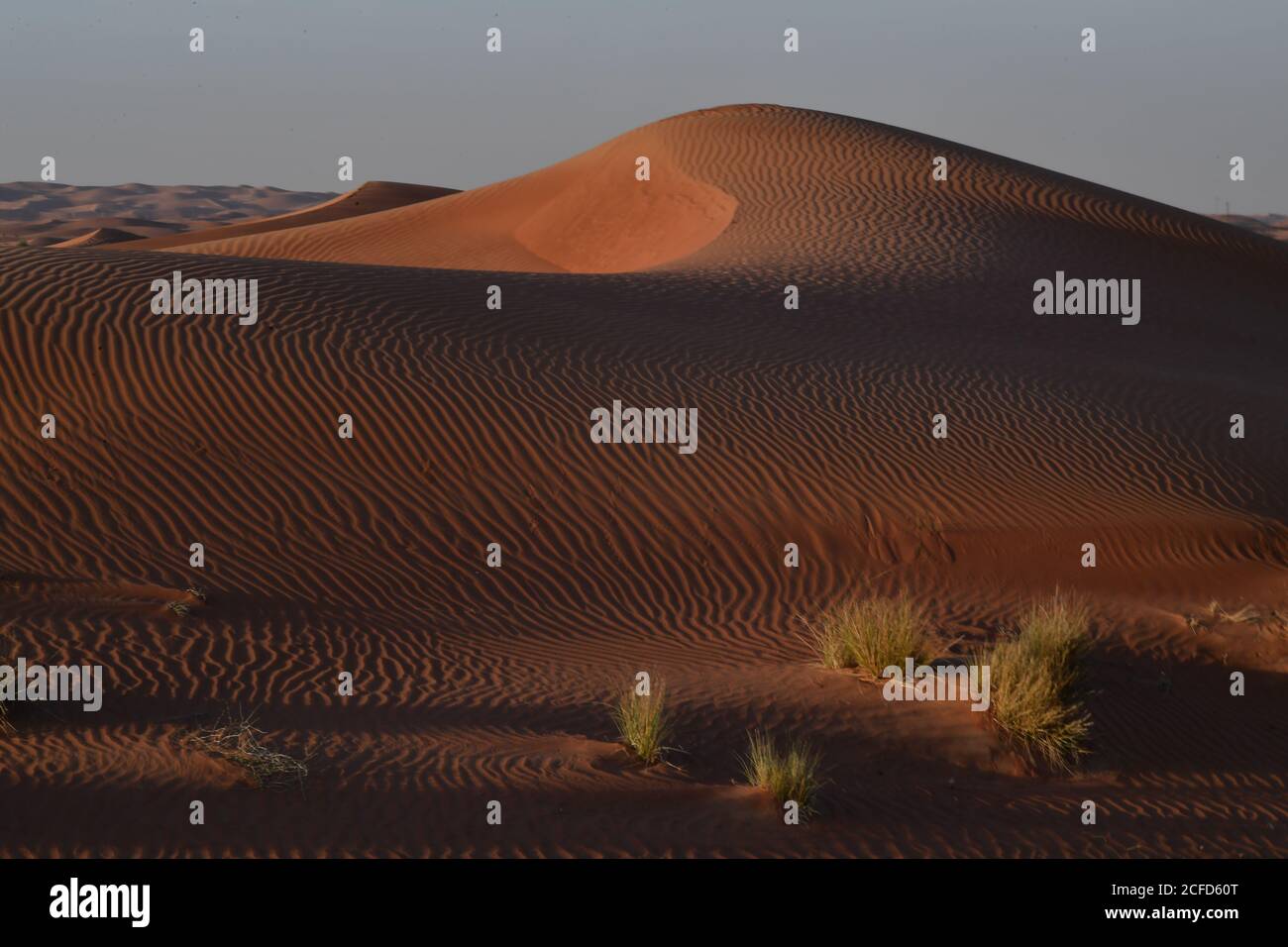 Les dunes de sable du désert de la péninsule arabique sont contourées ...