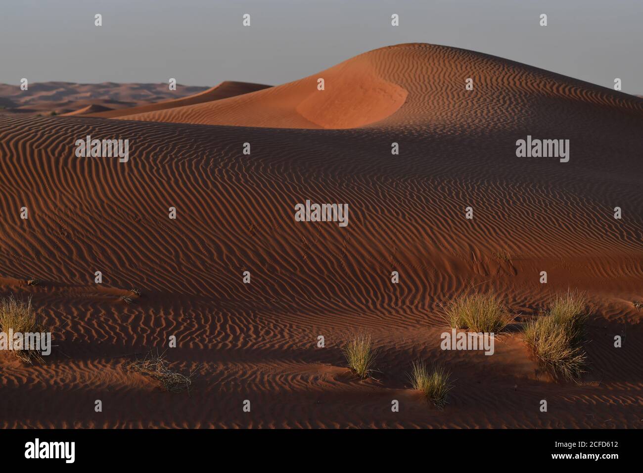 Les dunes de sable du désert de la péninsule arabique sont contourées ...