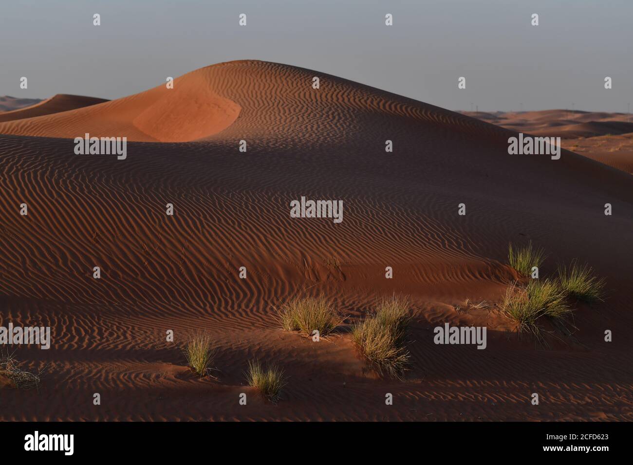 Les dunes de sable du désert de la péninsule arabique sont contourées ...