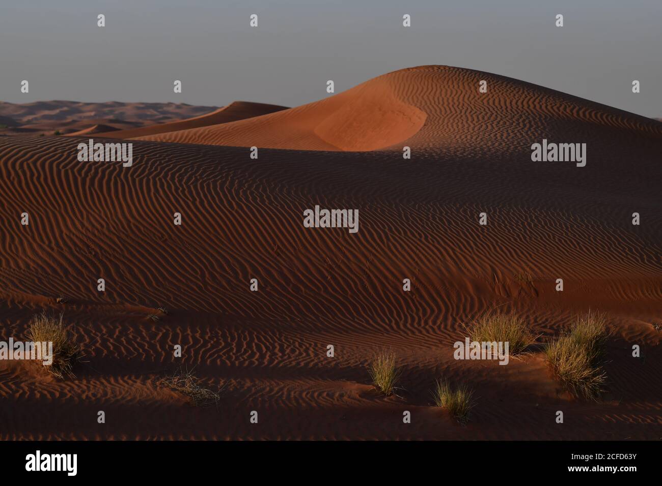 Les dunes de sable du désert de la péninsule arabique sont contourées ...