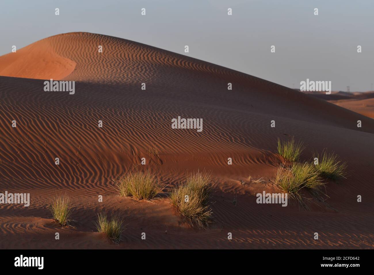 Les dunes de sable du désert de la péninsule arabique sont contourées ...