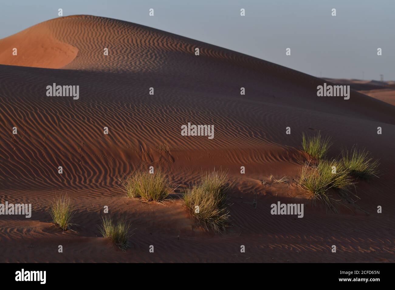 Les dunes de sable du désert de la péninsule arabique sont contourées ...