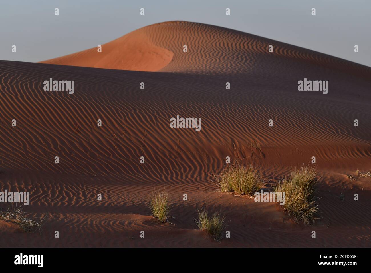Les dunes de sable du désert de la péninsule arabique sont contourées ...