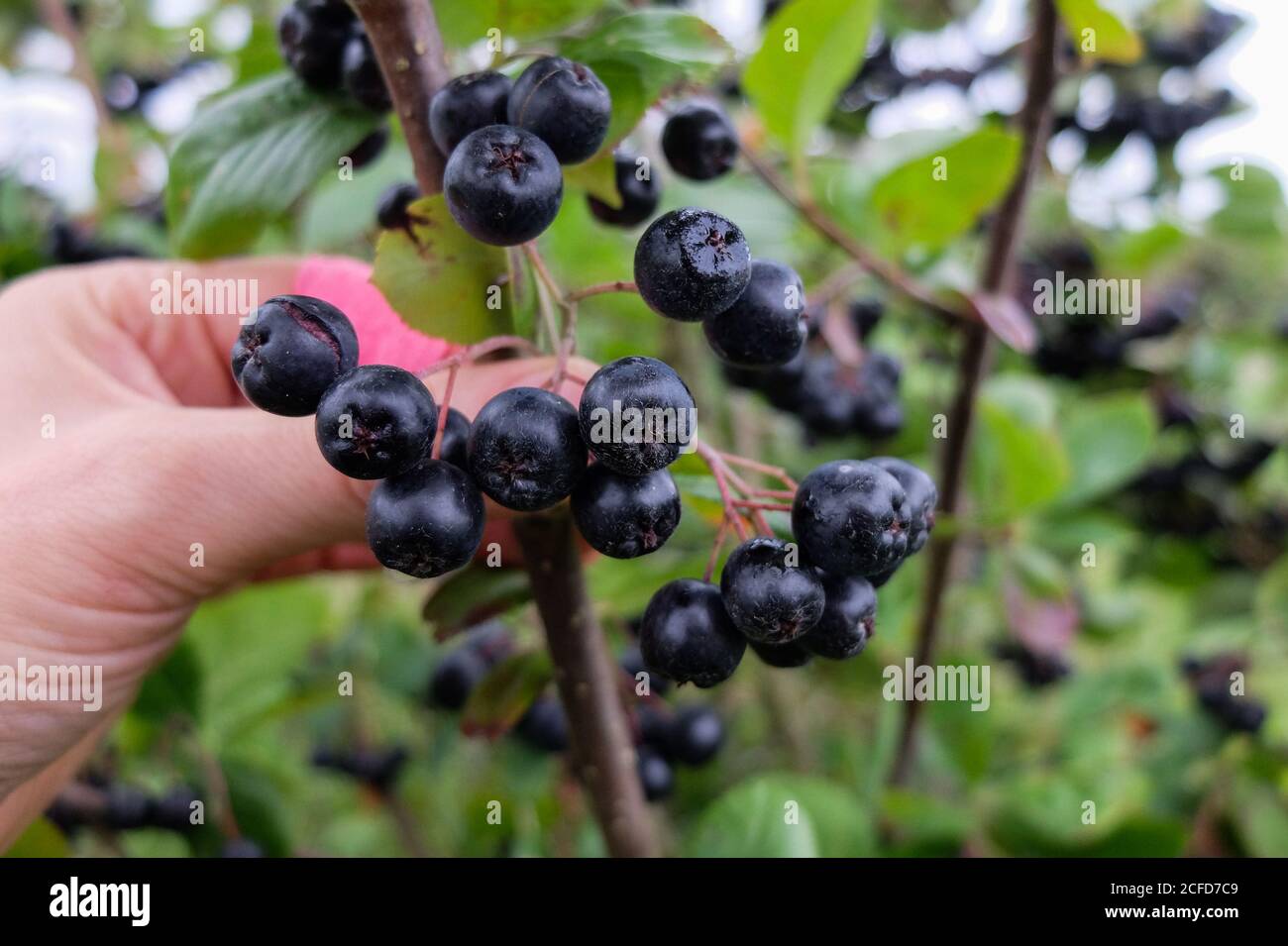 Aronia arbuste Banque de photographies et d’images à haute résolution ...