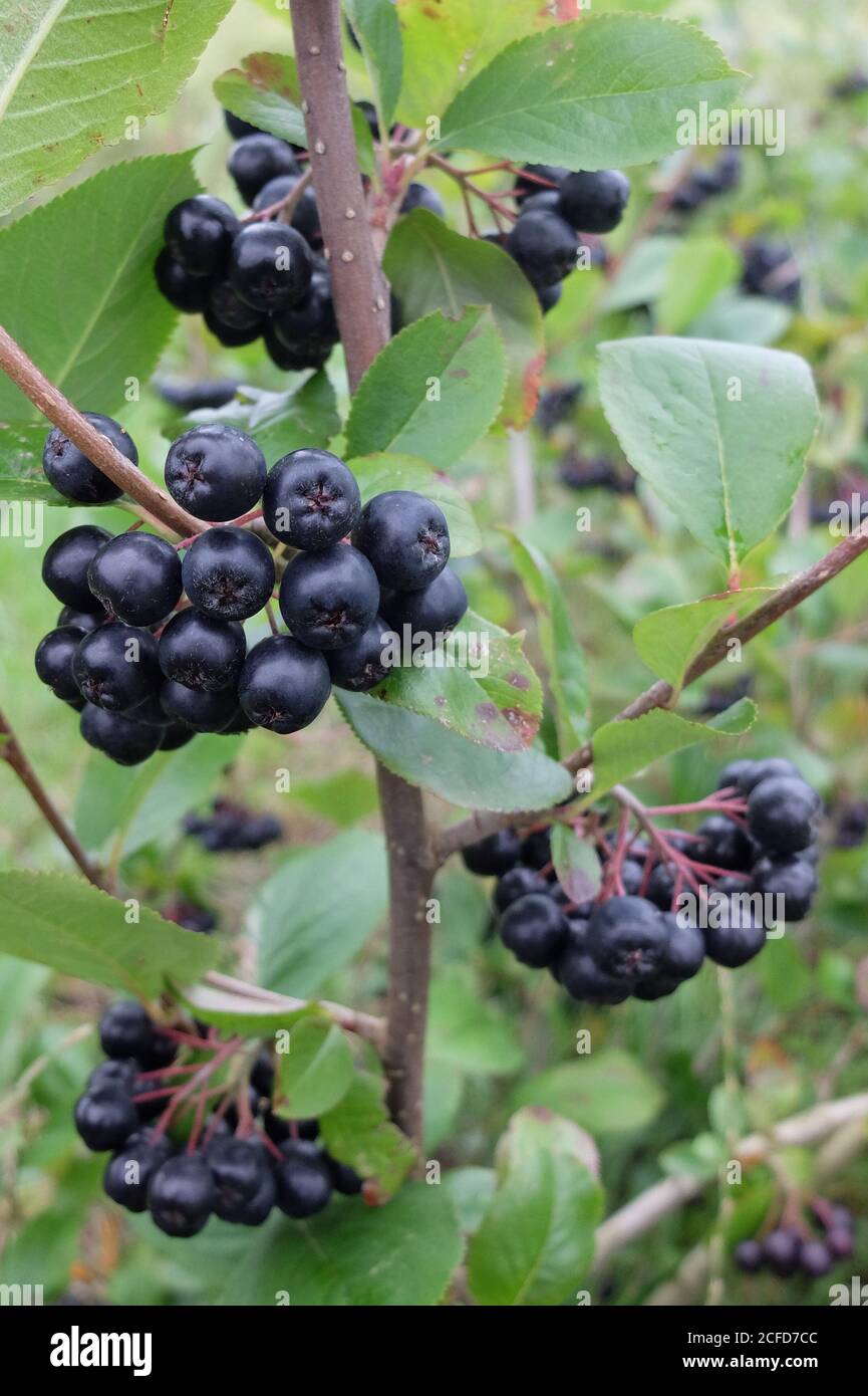 Arónia melanocárpa Banque de photographies et d’images à haute ...