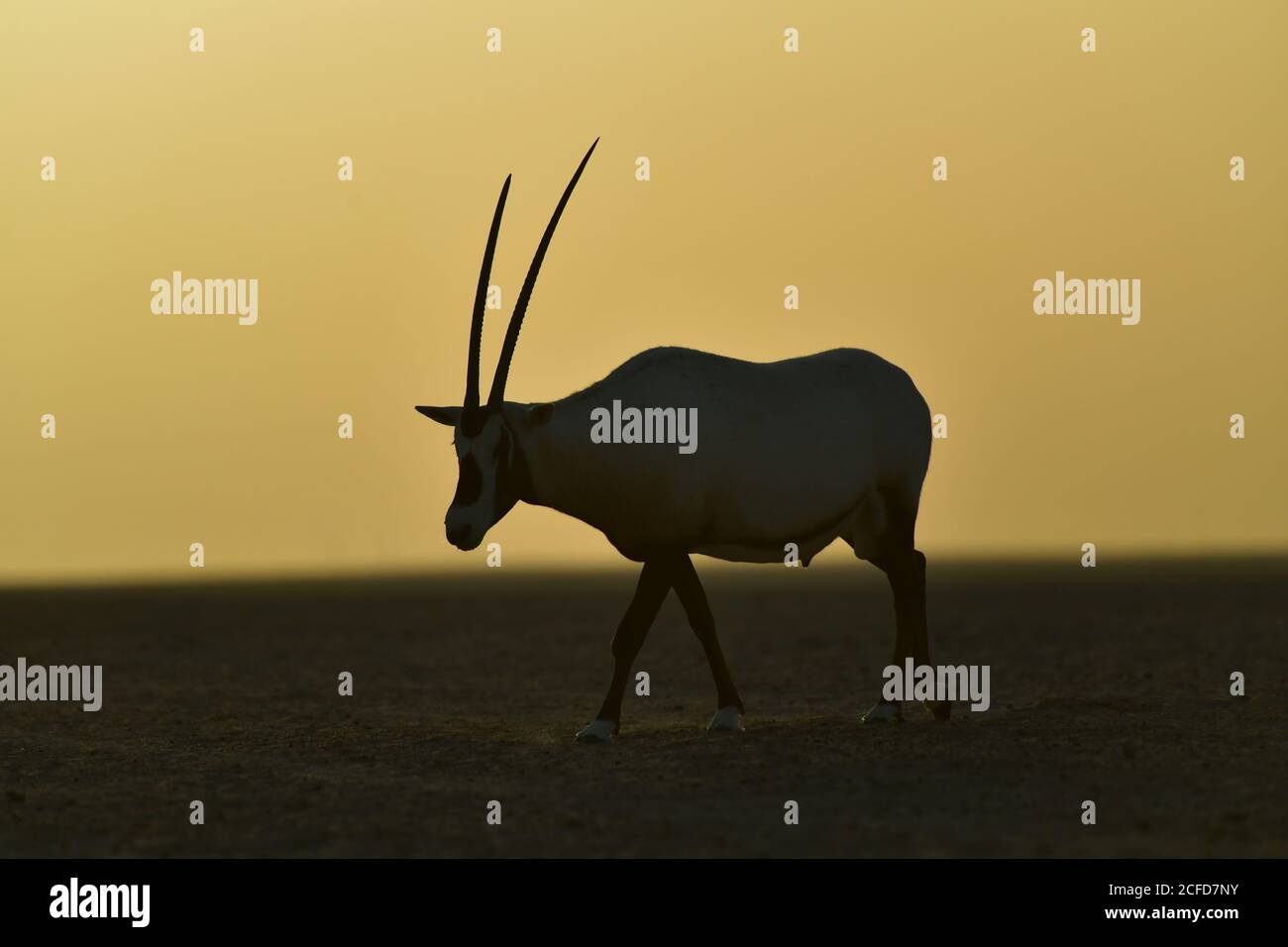Coucher de soleil oryx arabe Banque de photographies et d’images à ...