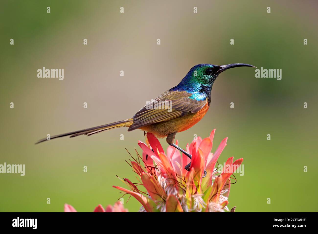 Anthobaphes violacea sur protea Banque de photographies et d’images à ...