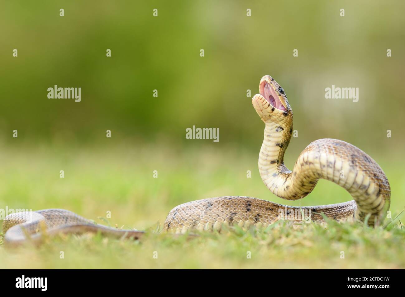 échelle serpent Banque de photographies et d’images à haute résolution ...