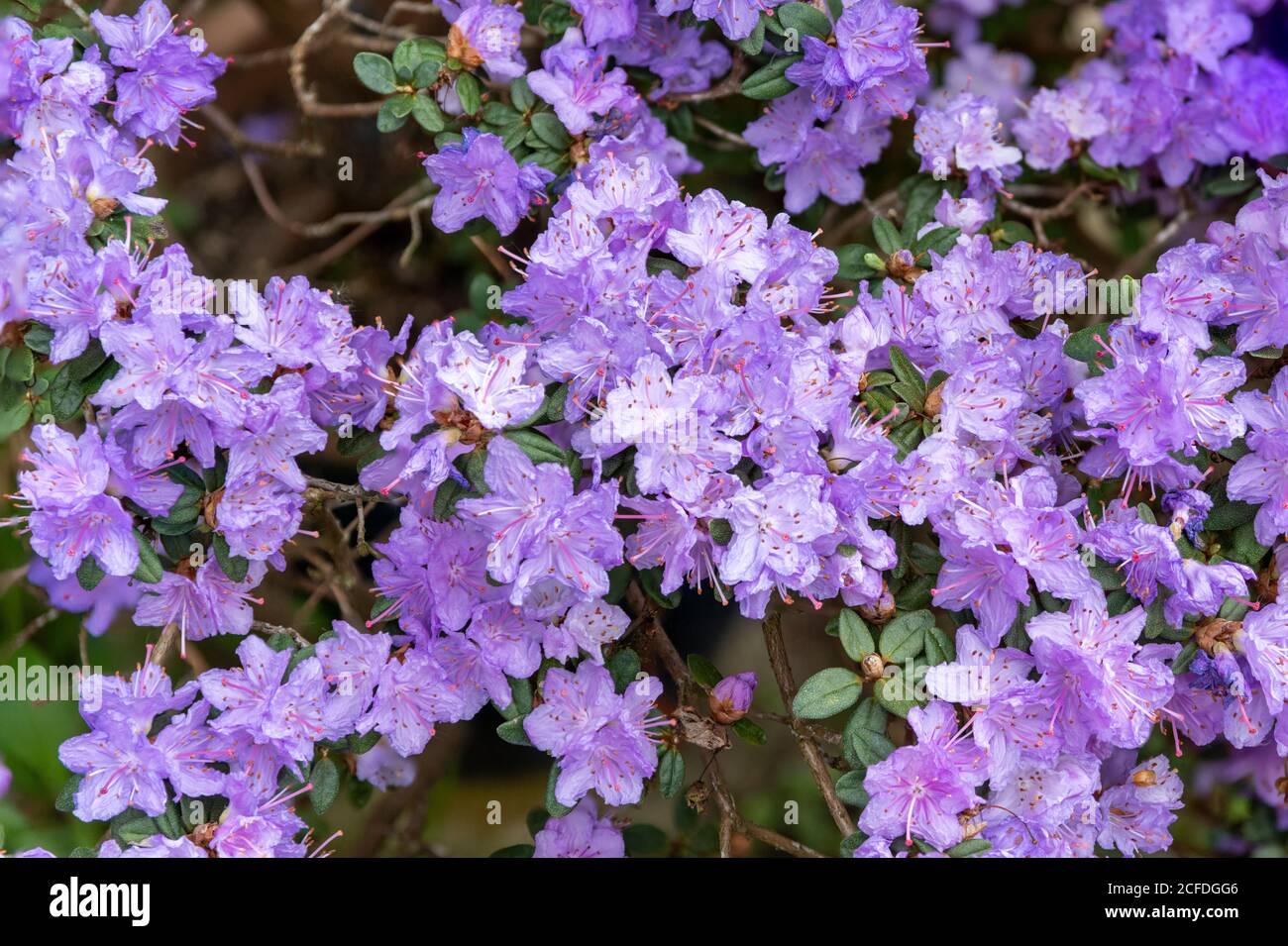 Rhododendron city Banque de photographies et d’images à haute ...