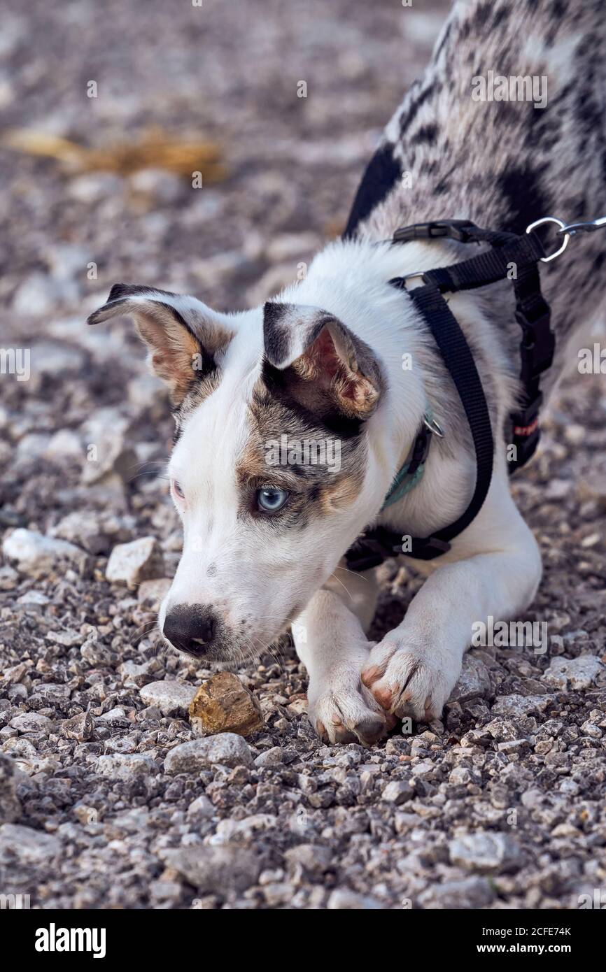 Chiot Border Collie Banque d'image et photos - Alamy