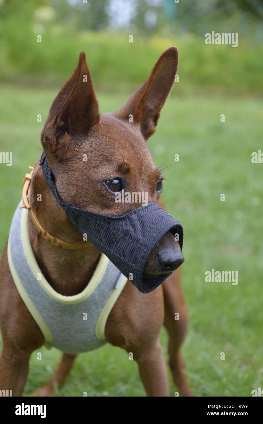Chien de garde muselé Banque de photographies et d’images à haute ...