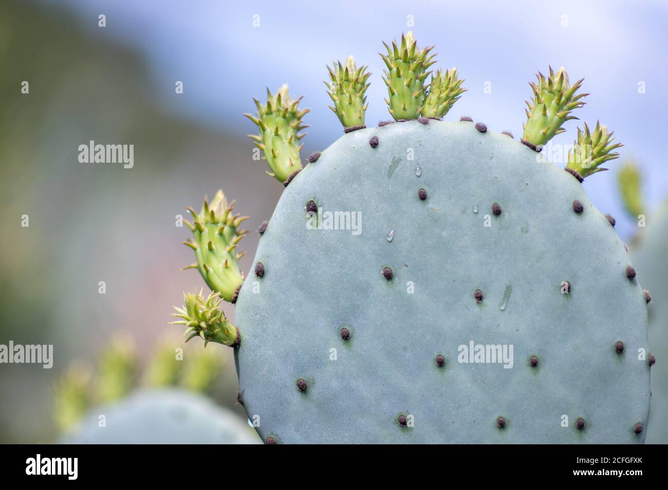 Sabra plant Banque de photographies et d’images à haute résolution - Alamy