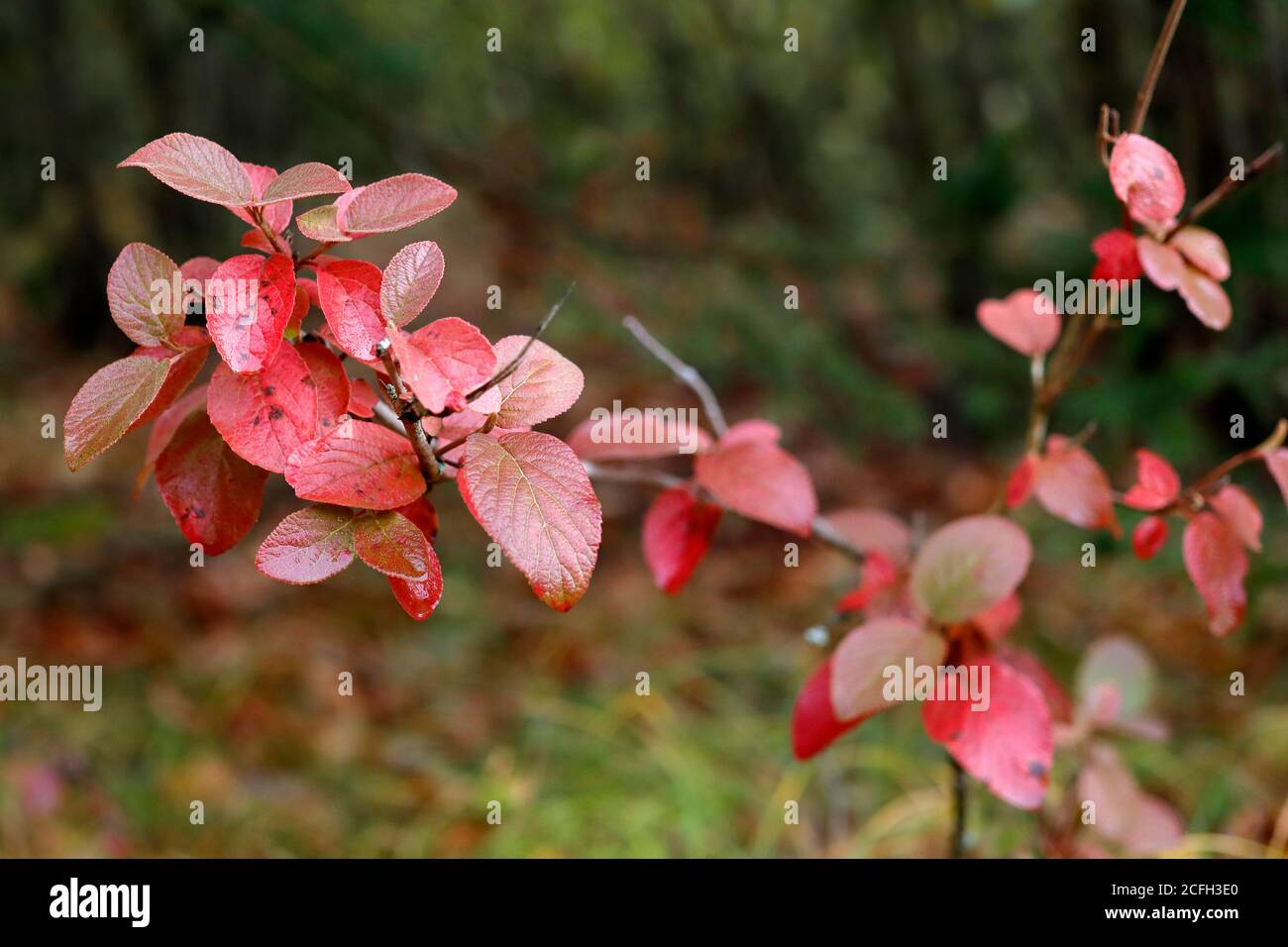 Feuilles de cornouiller rouge Banque de photographies et d’images à ...