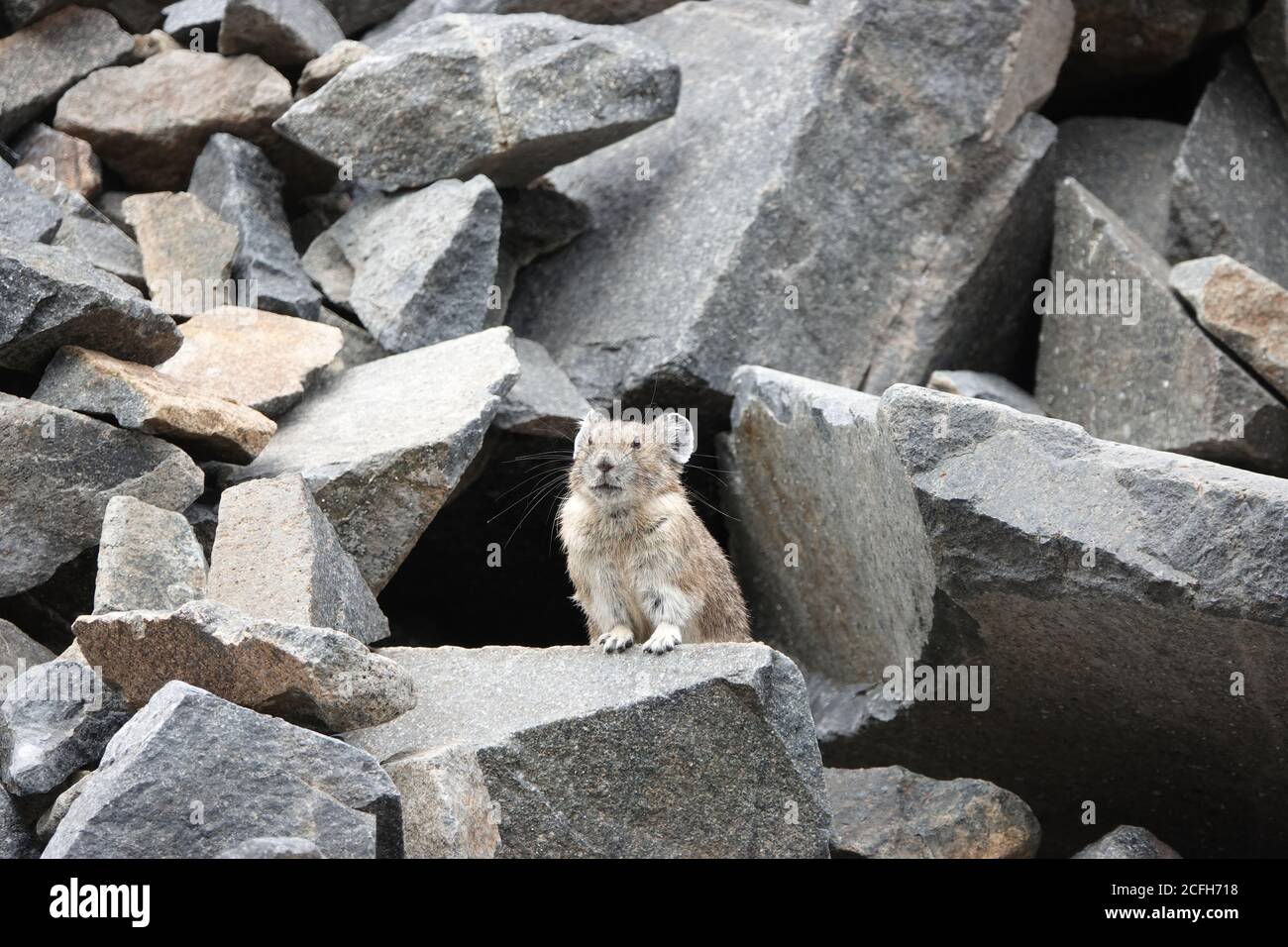 Pika américain Banque de photographies et d’images à haute résolution ...