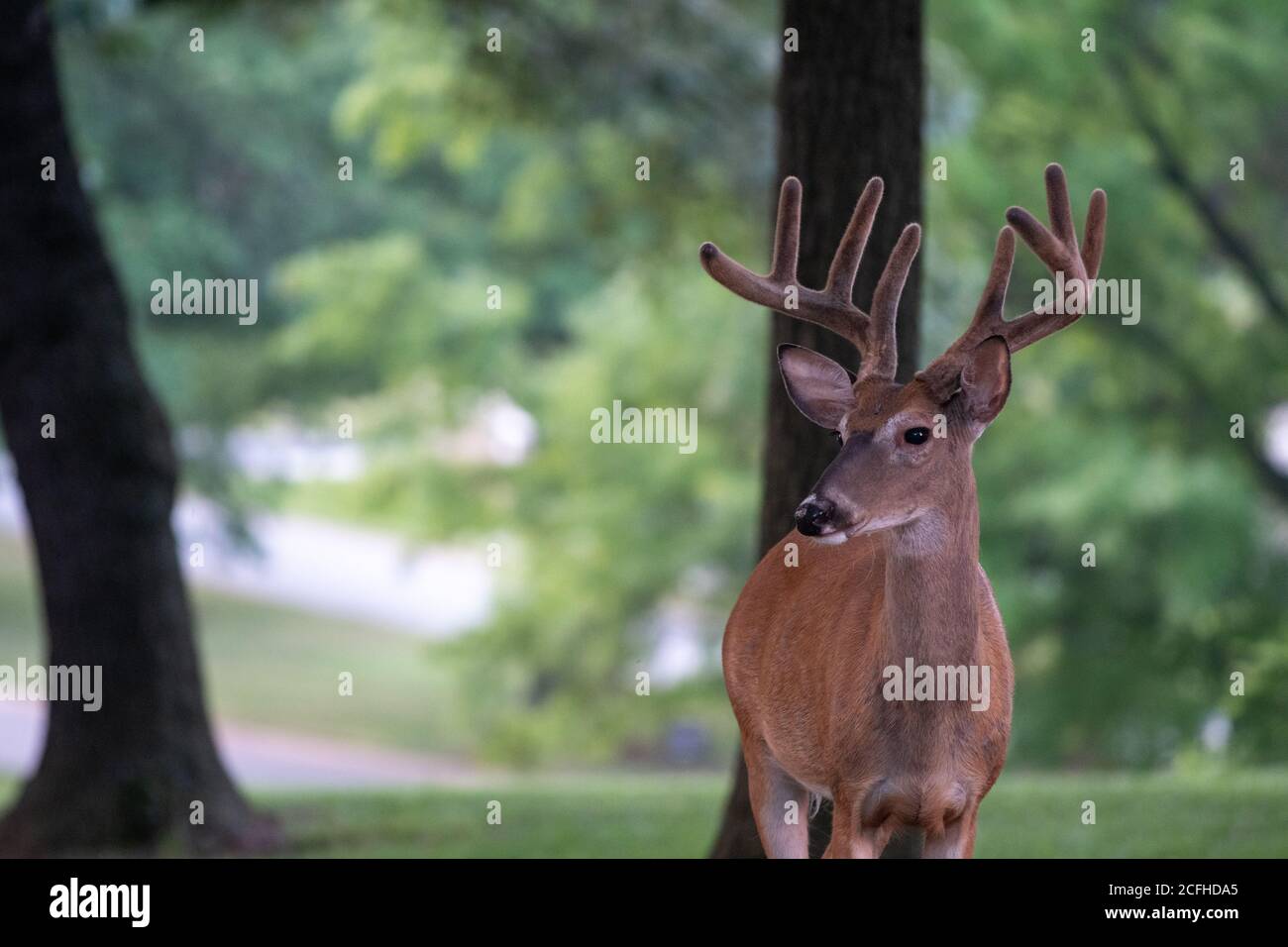 Cerf de virginie en forêt Banque de photographies et d’images à haute ...