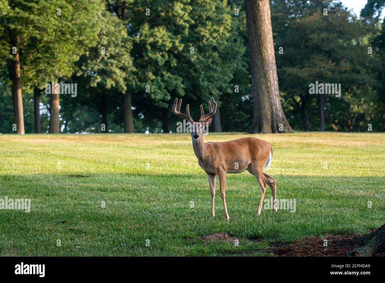 Portrait de gros buck de cerf à queue blanche avec bois de velours dans ...